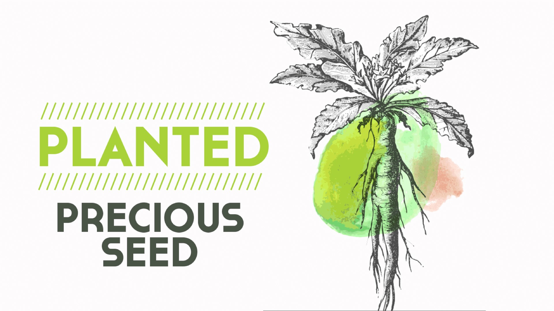 Precious Seed - Promise Church in Longwood Florida