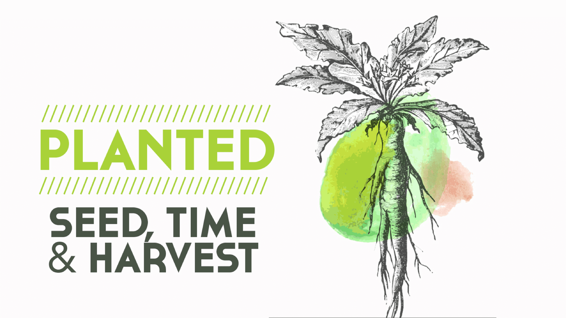 Planted - Seed, Time, And Harvest - Promise Church in Longwood Florida